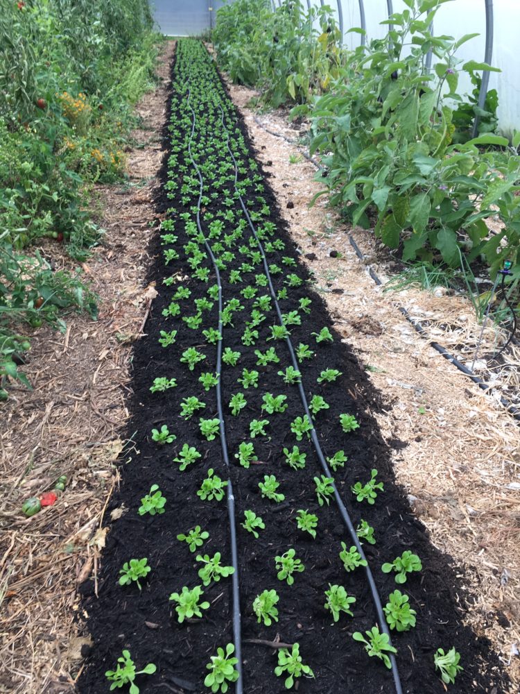 Plantation de mâche - La Ferme de Saint-Jean